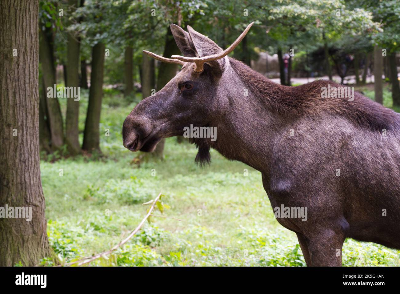 European Elk (Moose) head in nature in Northern Europe Stock Photo - Alamy