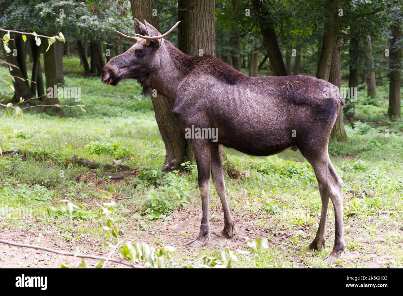 European Elk (Moose) in nature in Northern Europe Stock Photo - Alamy