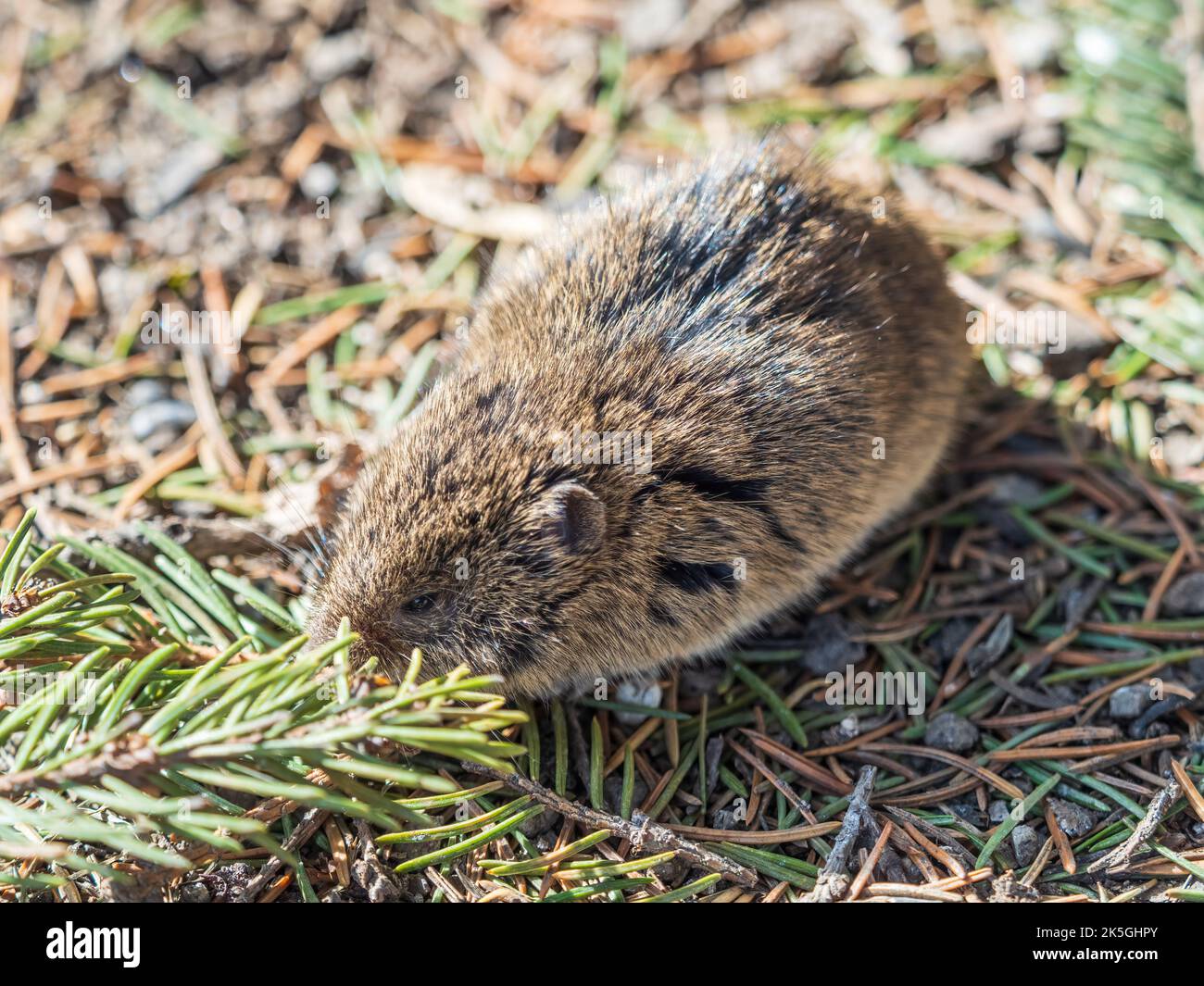 A closeup of a Common vole on the ground with a blurry background ...