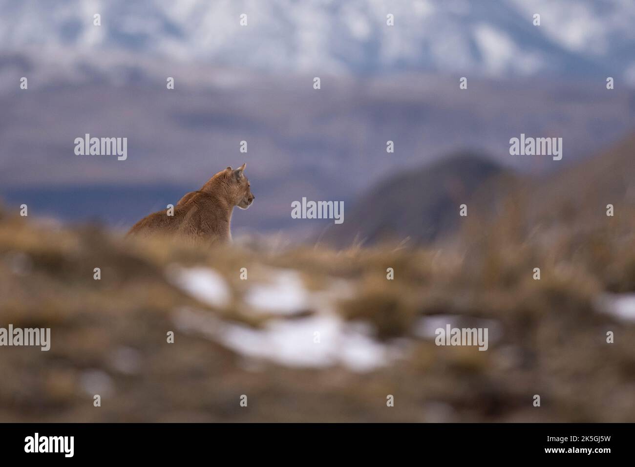 Puma walking in mountain environment, Torres del Paine National Park ...