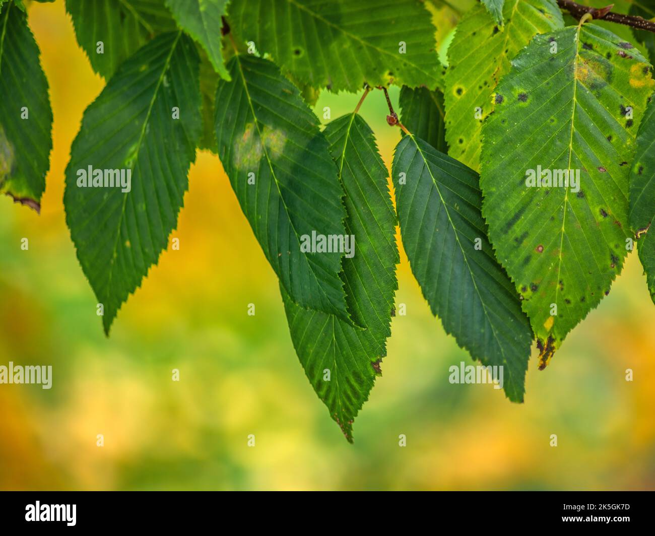 Elm leaves hi-res stock photography and images - Alamy