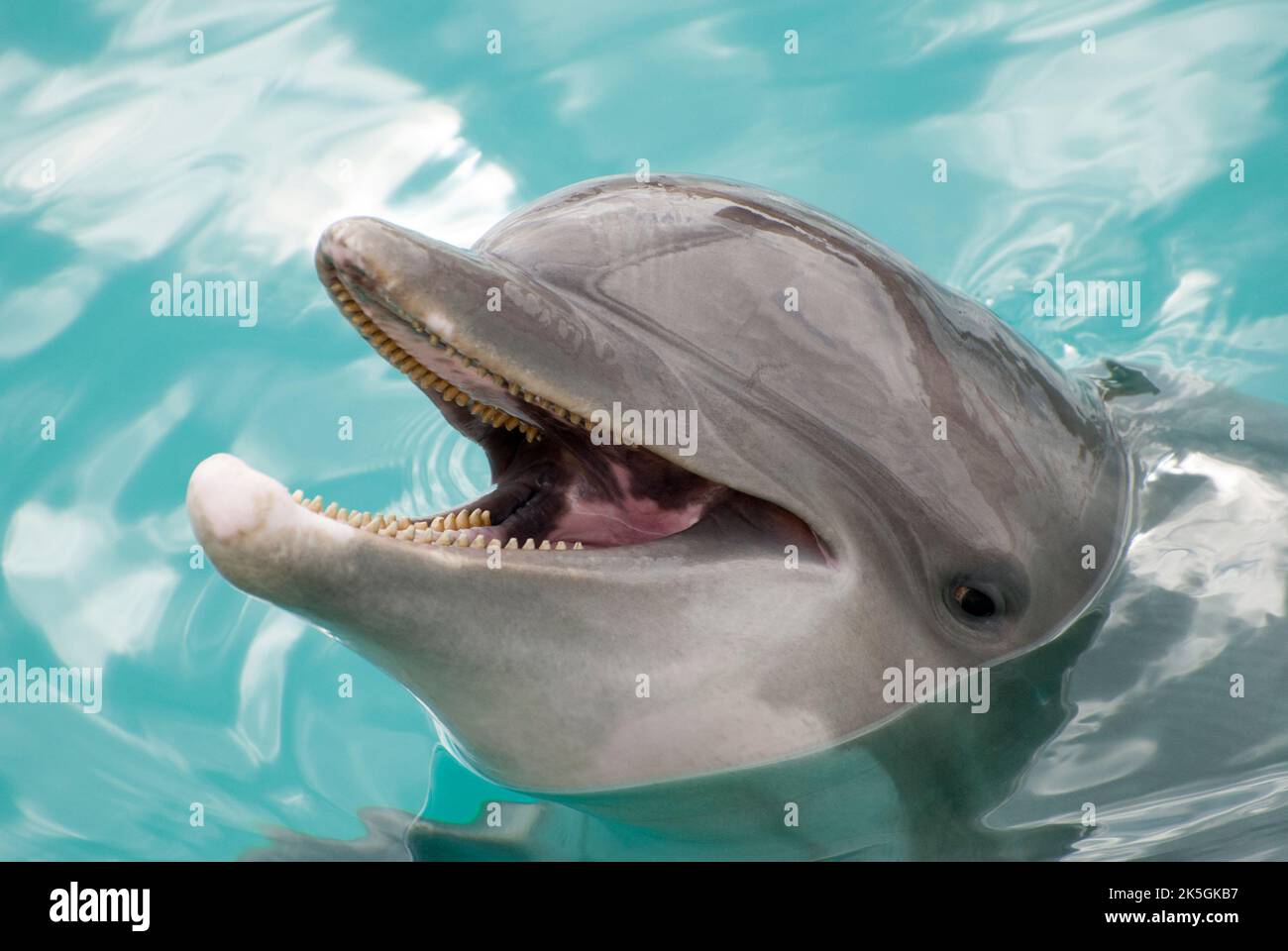 The close view of a dolphin in dolphinarium on Cozumel island (Mexico ...