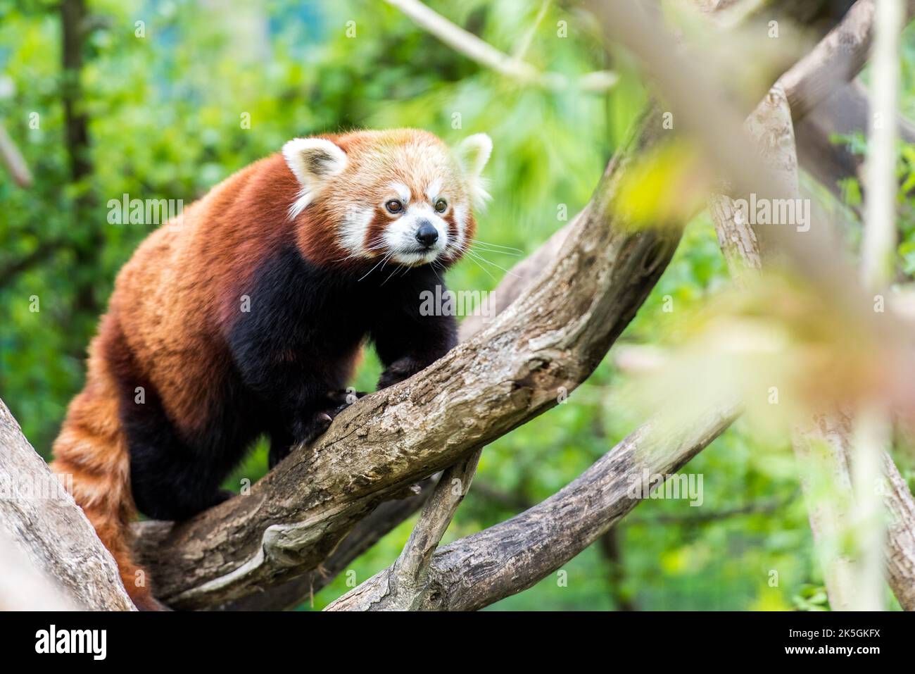 A red panda on a tree trunk with a blurred background of the forest ...