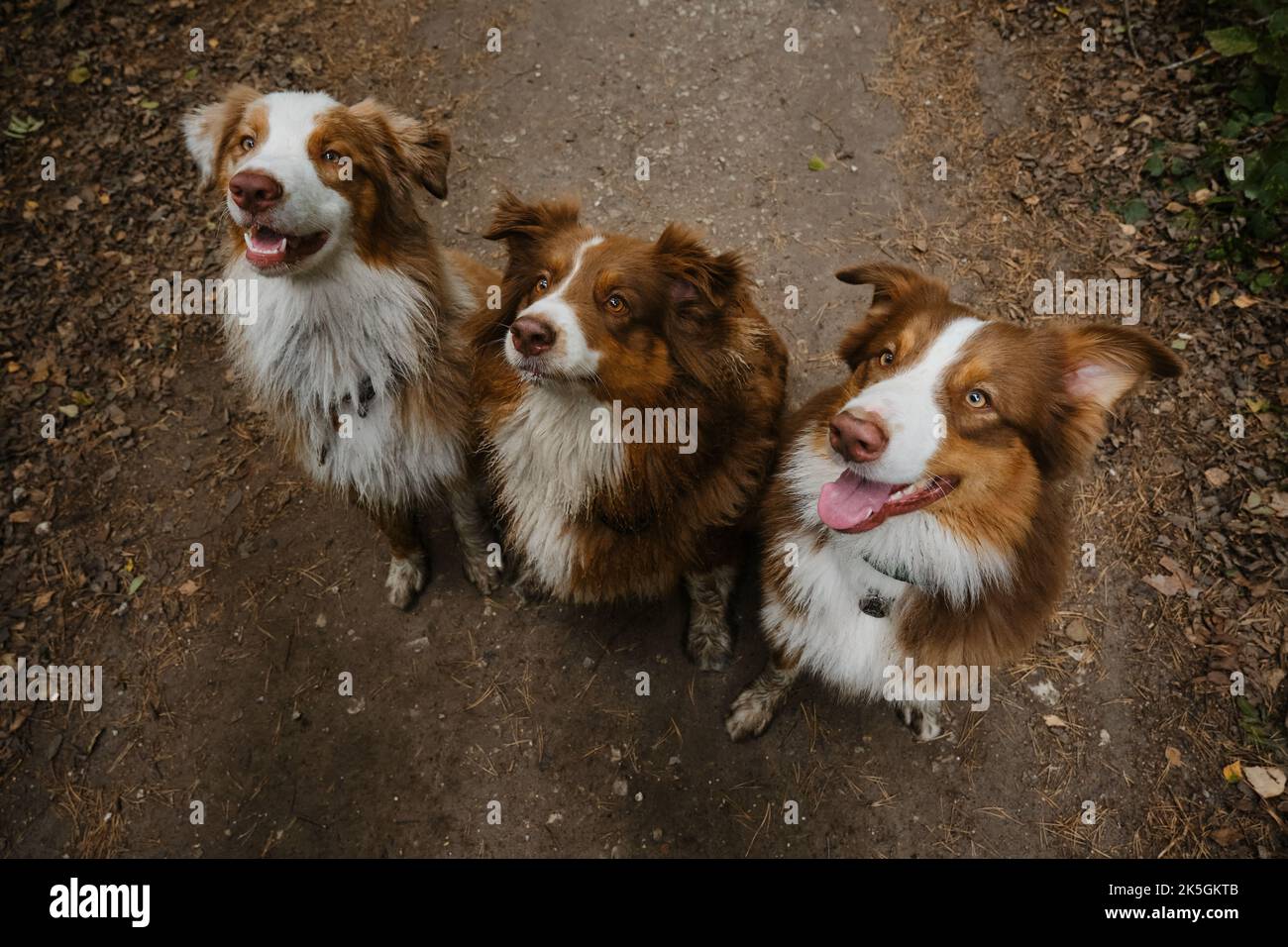 Dog australian shepherd aussie three hi-res stock photography and ...