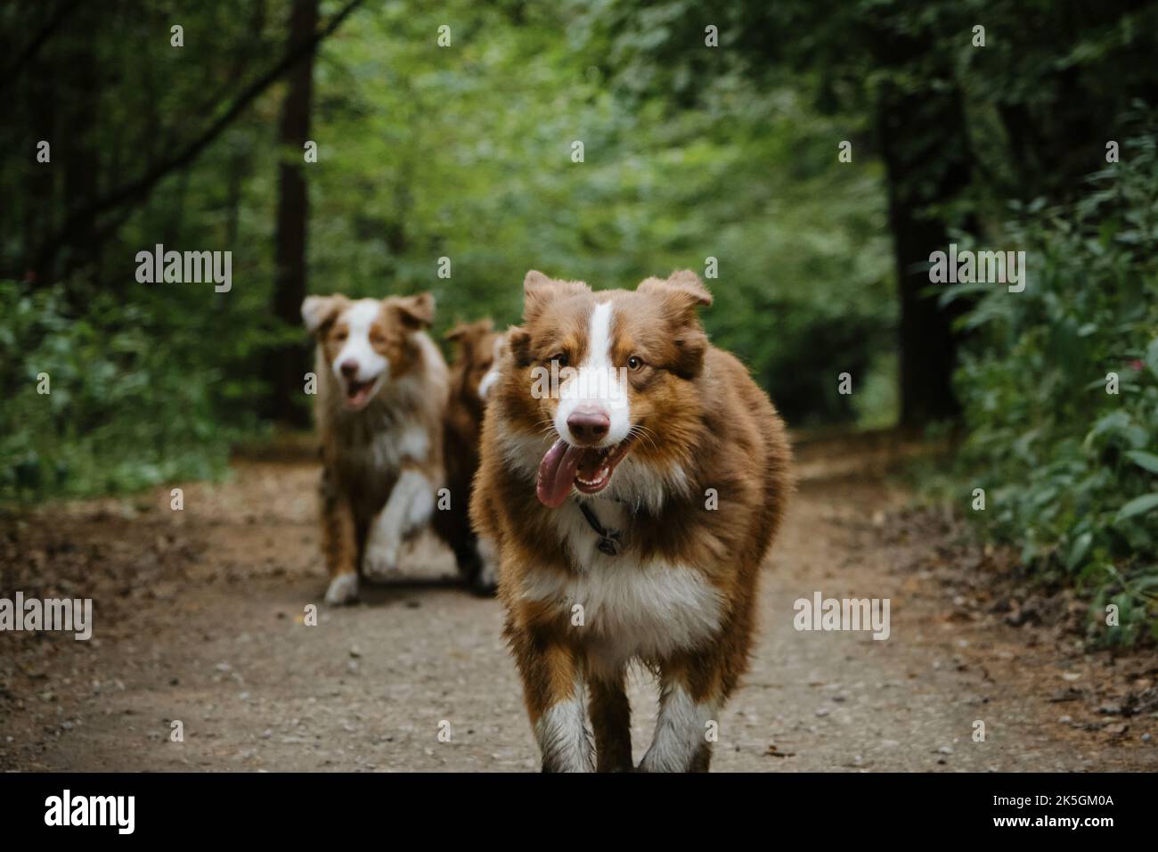 Two Australian Shepherds run on forest road in summer. Happy best friends aussie red tricolor ...