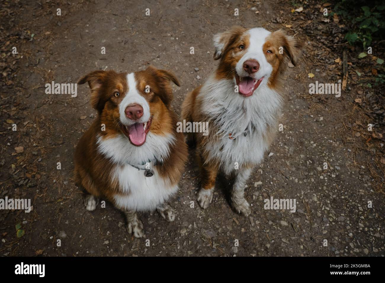 Two Australian Shepherds sit on forest road in summer and smile with tongue sticking out. Happy ...