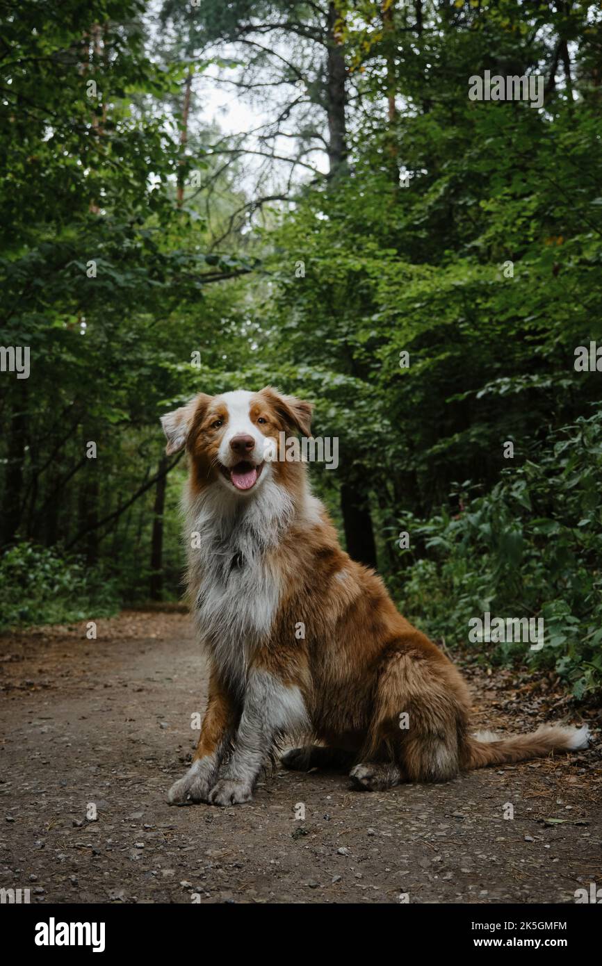 Beautiful young happy Australian Shepherd with fluffy tail sitting on ...