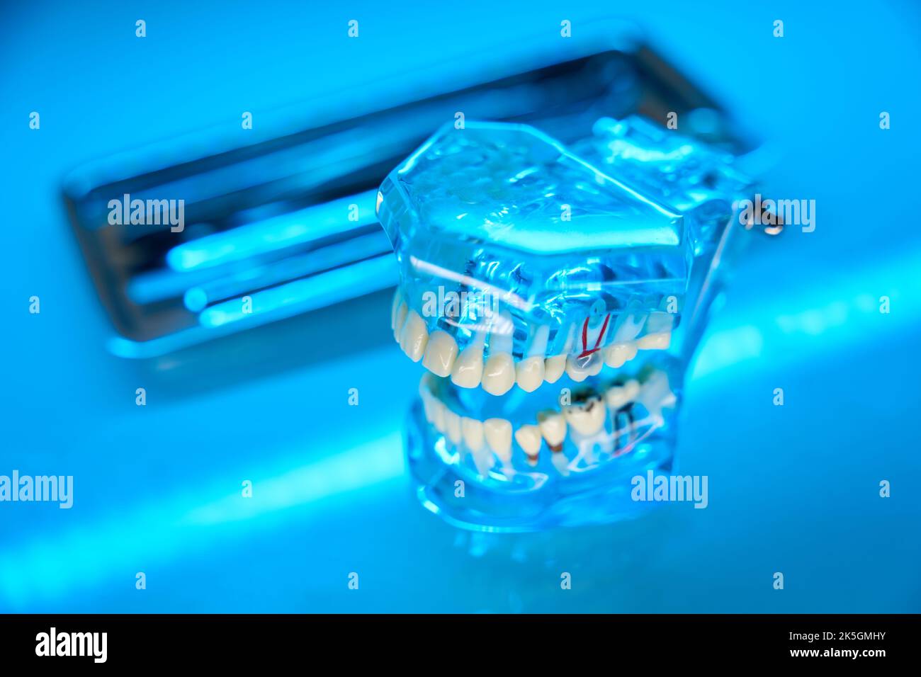 Transparent human jaw model with teeth and root canals Stock Photo - Alamy