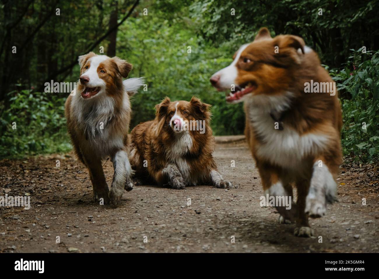 Dog australian shepherd aussie three hi-res stock photography and ...
