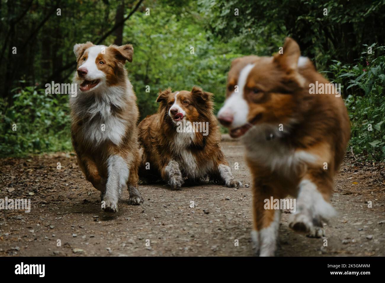 Three Australian Shepherds walk on forest road in summer. Happy best friends aussie red tricolor ...