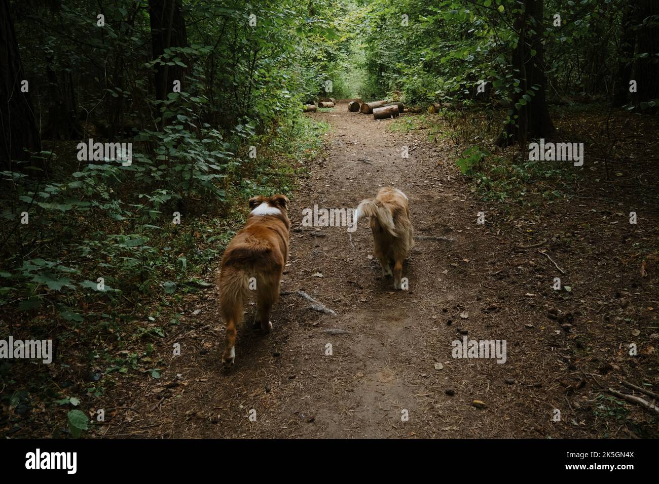 Australian Shepherds run along forest road in summer. Happy best ...