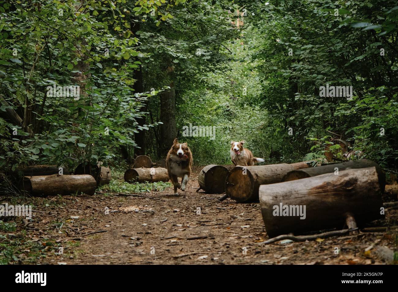 Australian Shepherds run on forest road in summer. Happy best friends ...
