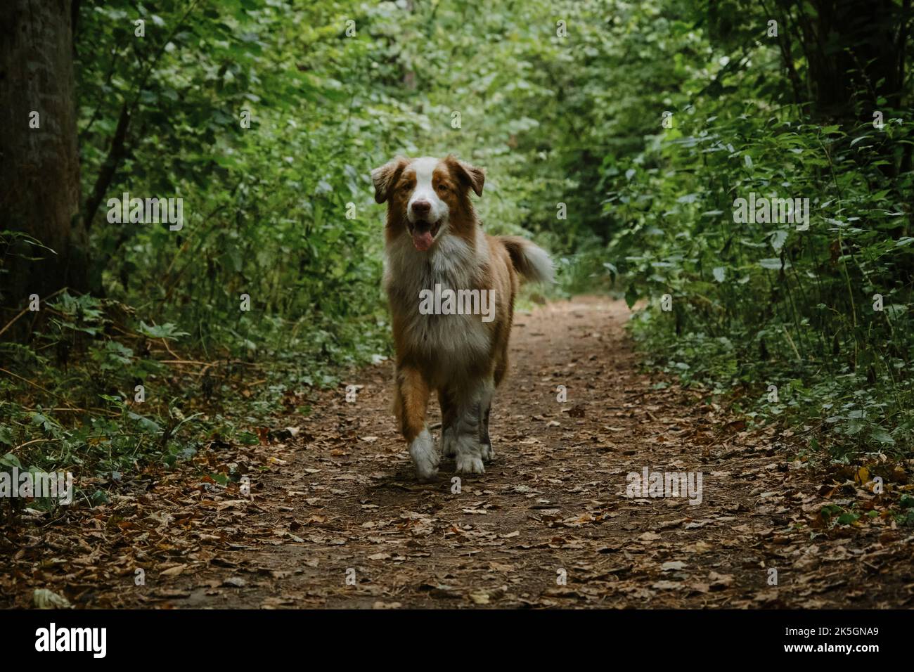 Beautiful young happy Australian Shepherd with fluffy tail runs along ...