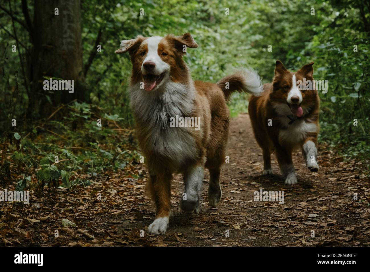 Two Australian Shepherds run on forest road in summer. Happy best friends aussie red tricolor ...