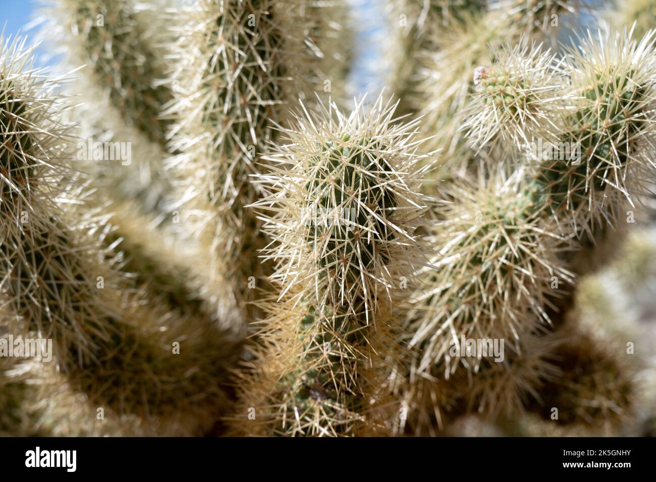A close-up view of a cholla cactus Stock Photo - Alamy
