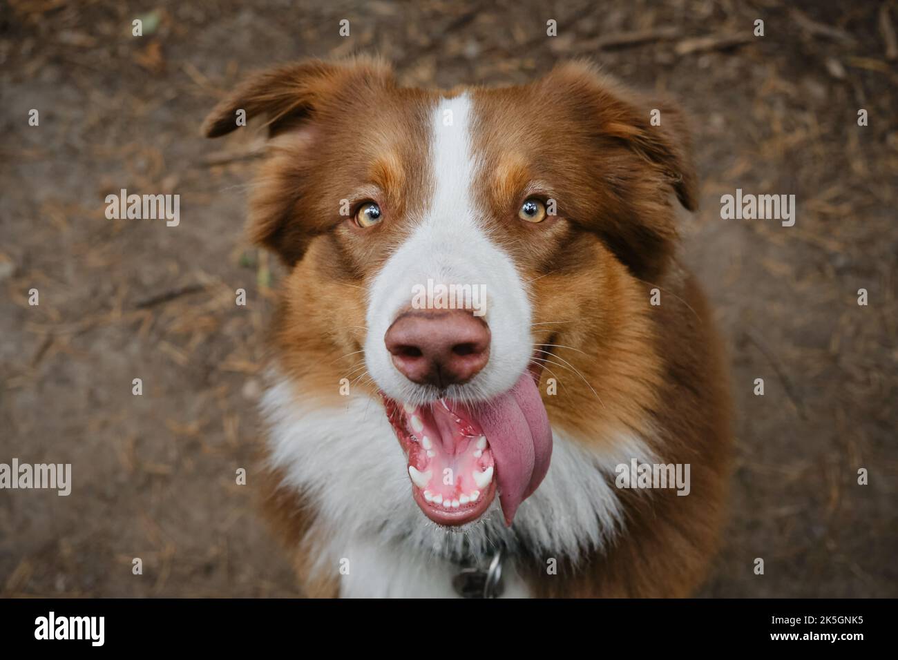Beautiful young brown happy Australian Shepherd with tongue hanging out ...