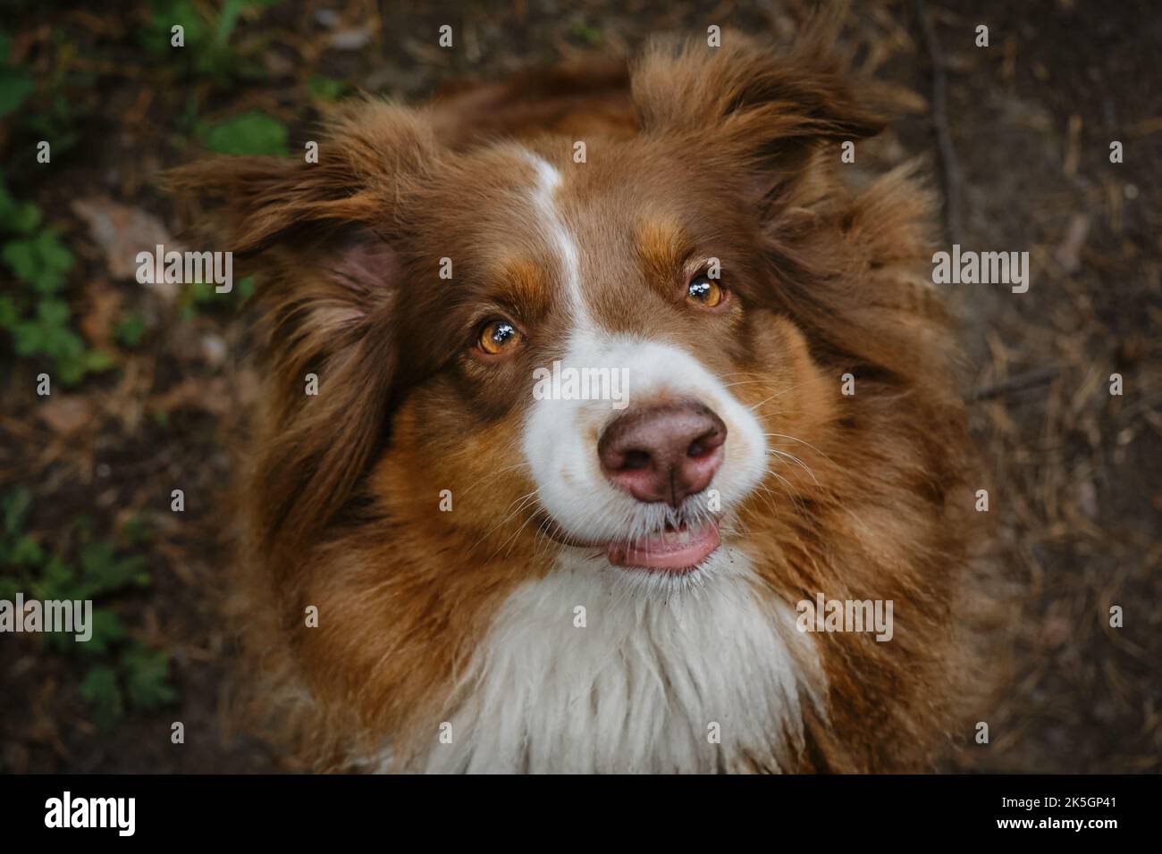 Beautiful young brown happy shaggy Australian Shepherd portrait close ...
