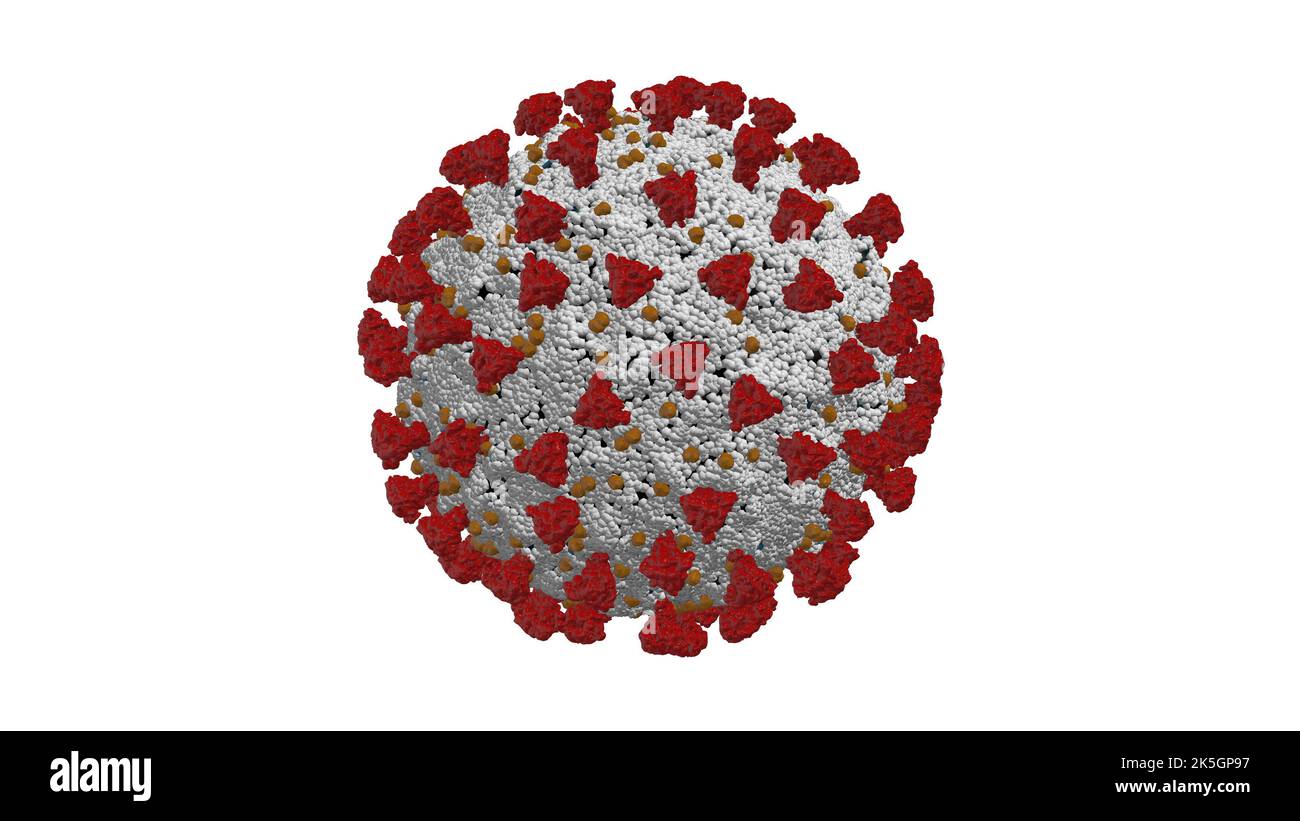 Coronavirus particle, illustration. SARS-CoV-2 is an enveloped RNA ...