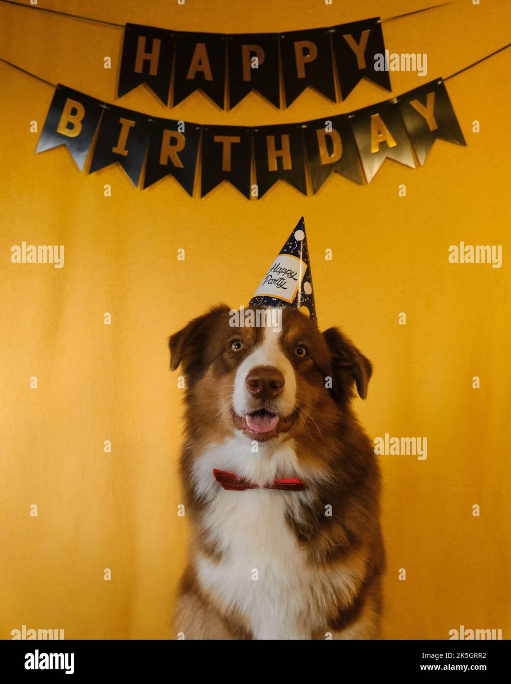 Aussie dog with red bow tie and paper cap on head at birthday party ...