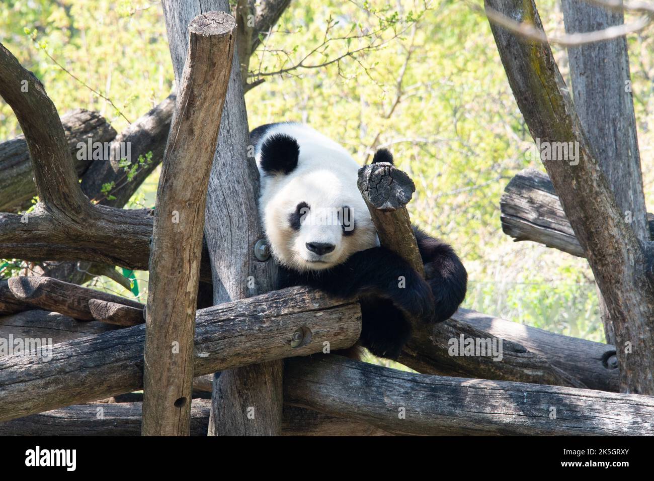 Cute giant panda looking at camera hi-res stock photography and images ...