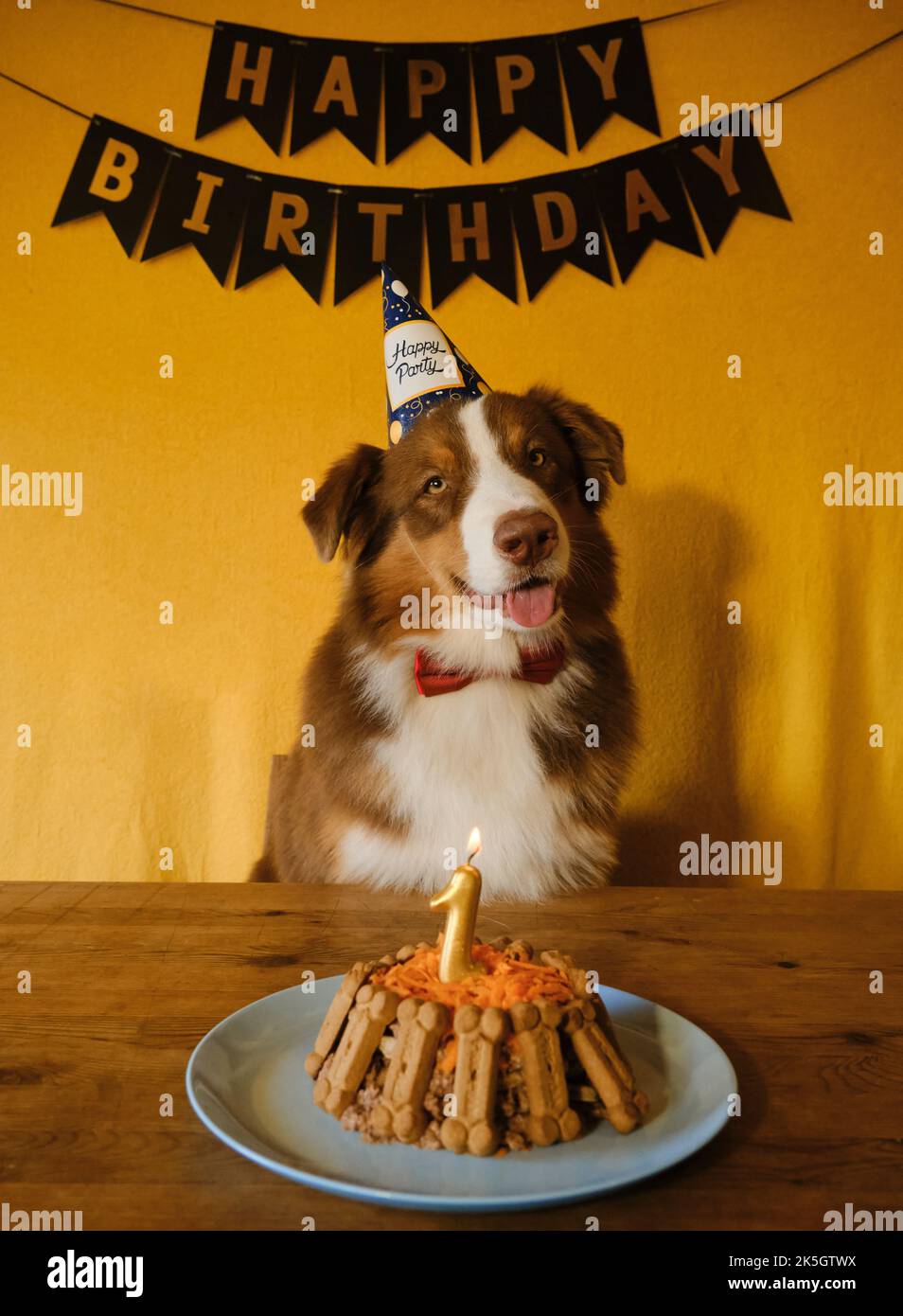 Concept of pet as family member. Aussie dog with red bow tie and cap on ...