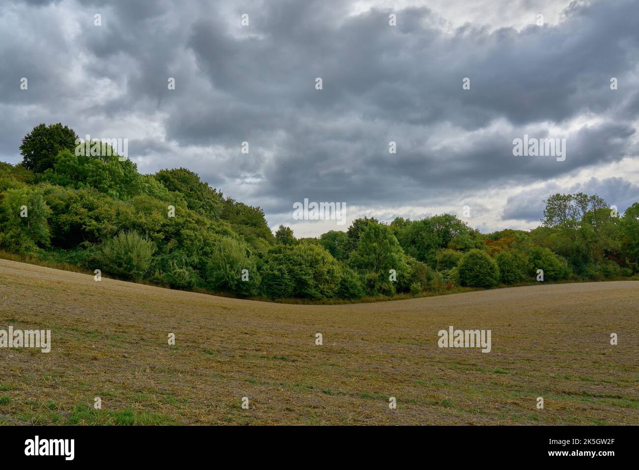A scenic view of an open field with a beautiful tree line in the ...