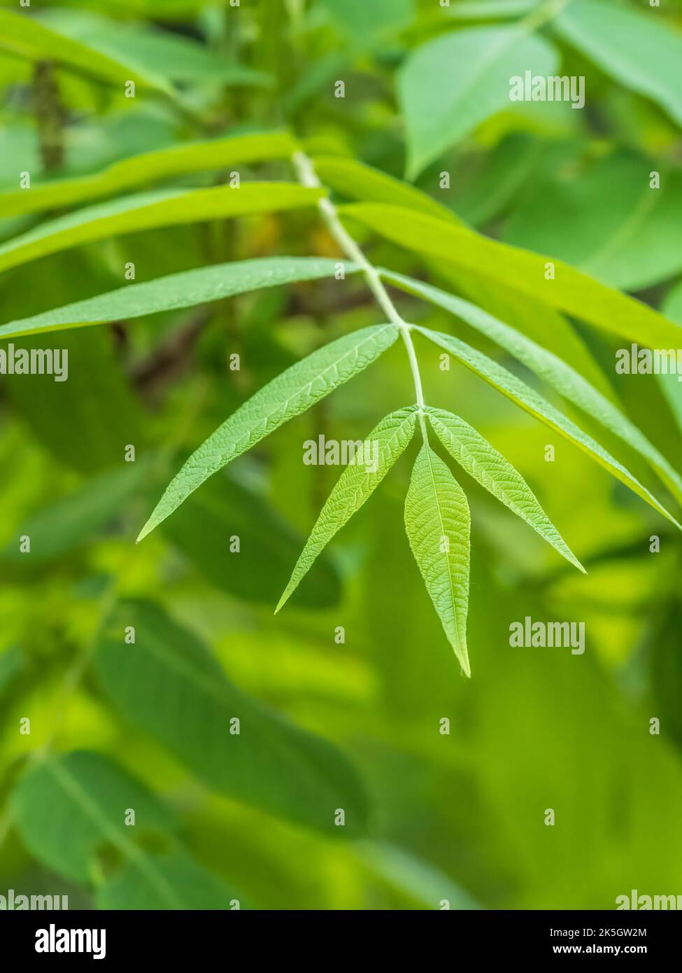 Amur velvet hi-res stock photography and images - Alamy