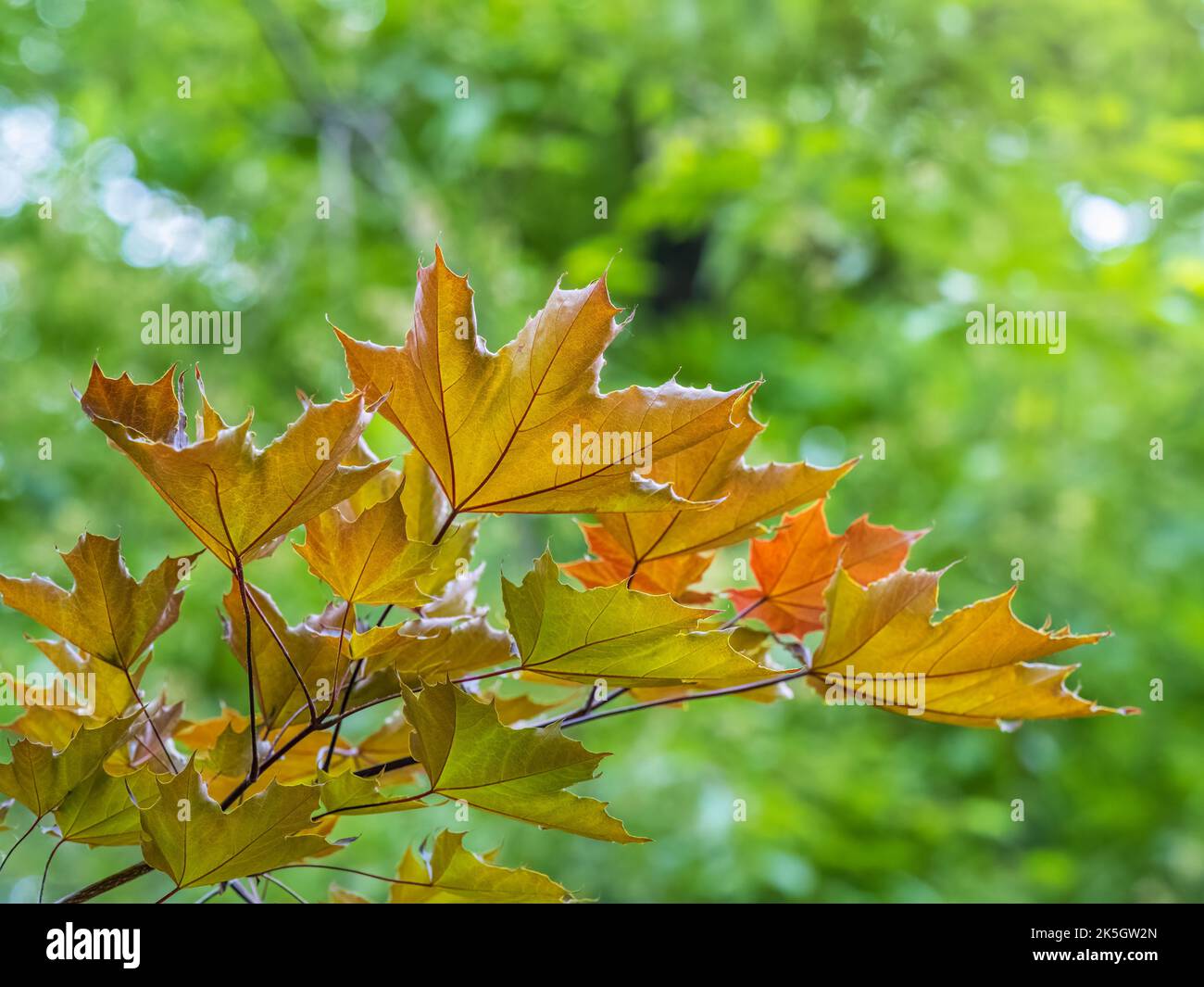 Tree branch with dark red leaves, Acer platanoides, the Norway maple ...