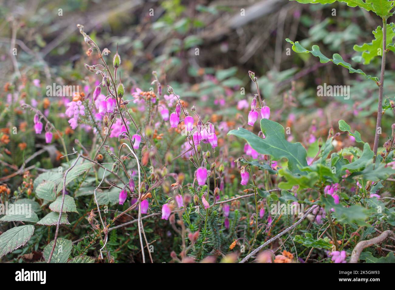 the pleasure of finding wild flowers in the mountains Stock Photo - Alamy