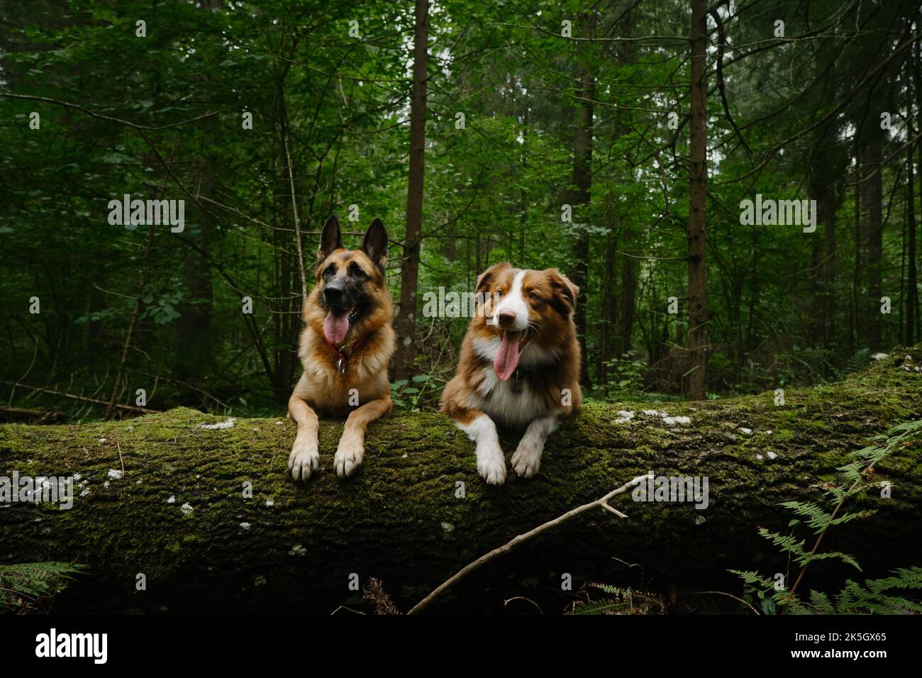 The spruce pets hi-res stock photography and images - Alamy