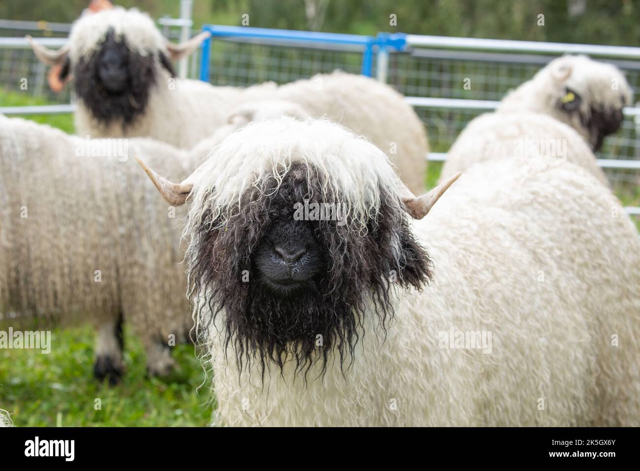 White nosed sheep hi-res stock photography and images - Alamy