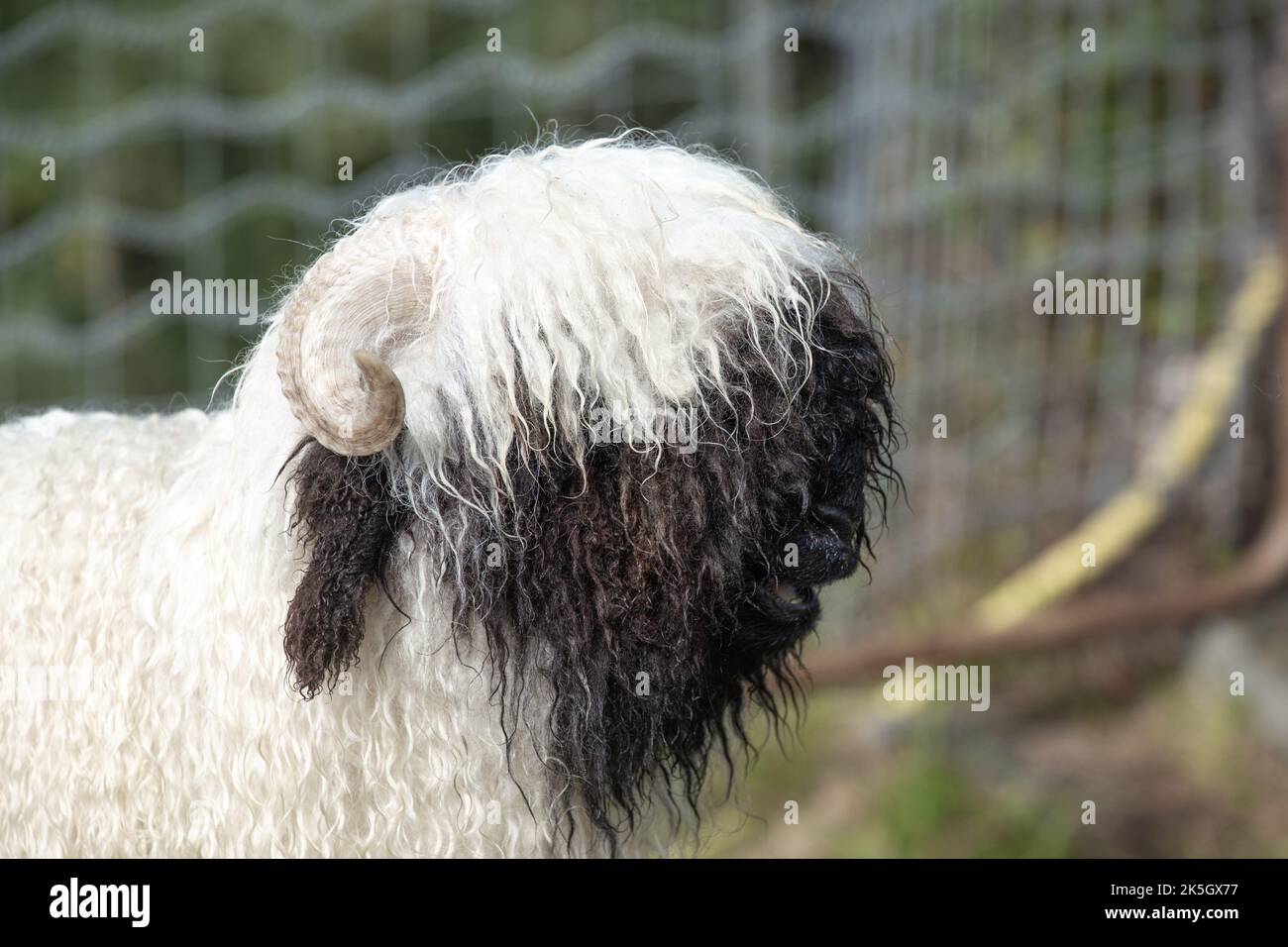 Valais black-nosed sheep with long white wool in Swiss mountains Stock ...