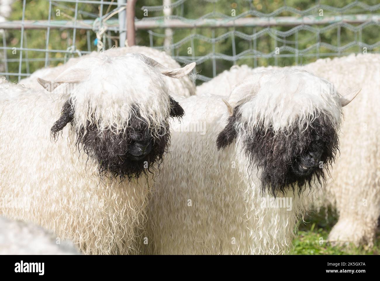 Valais black-nosed sheep with long white wool in Swiss mountains Stock ...