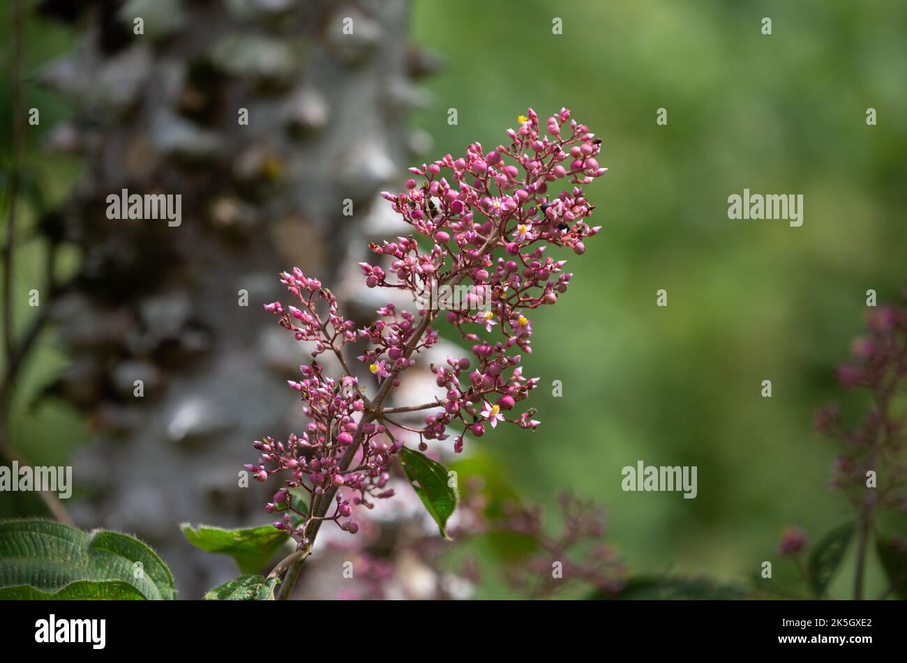 One pink panicle in front with a sandbox tree in the background in ...