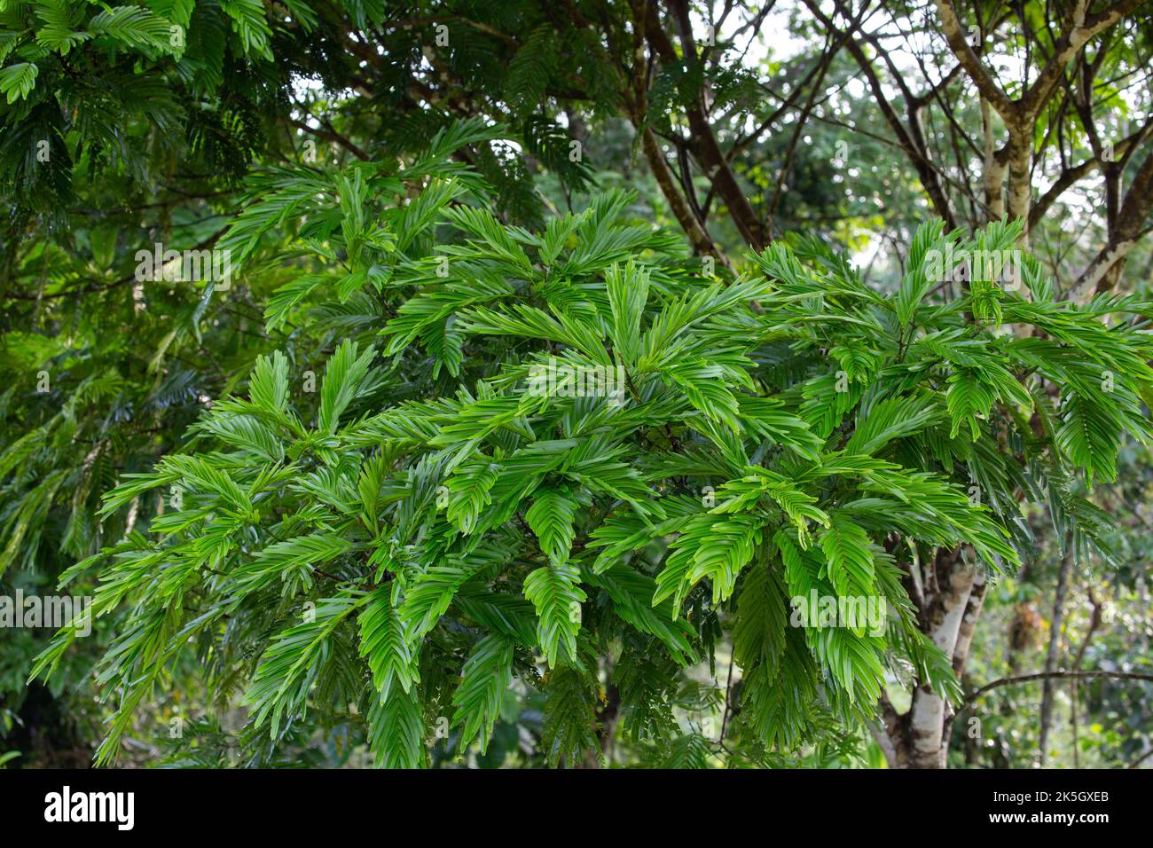 Many green dense juicy green leaves on a tree in the jungle of Costa ...