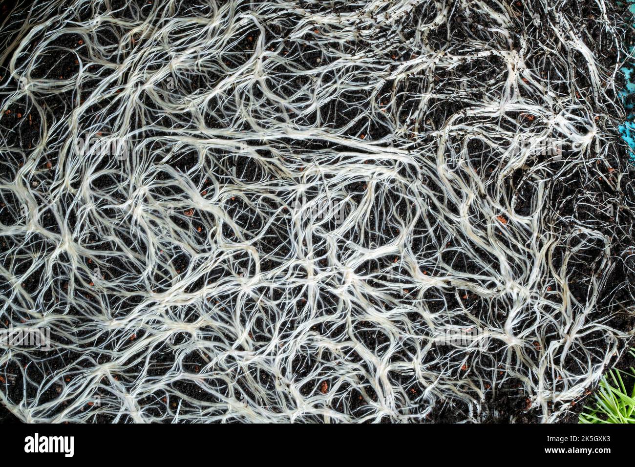 Horizontal root system hi-res stock photography and images - Alamy