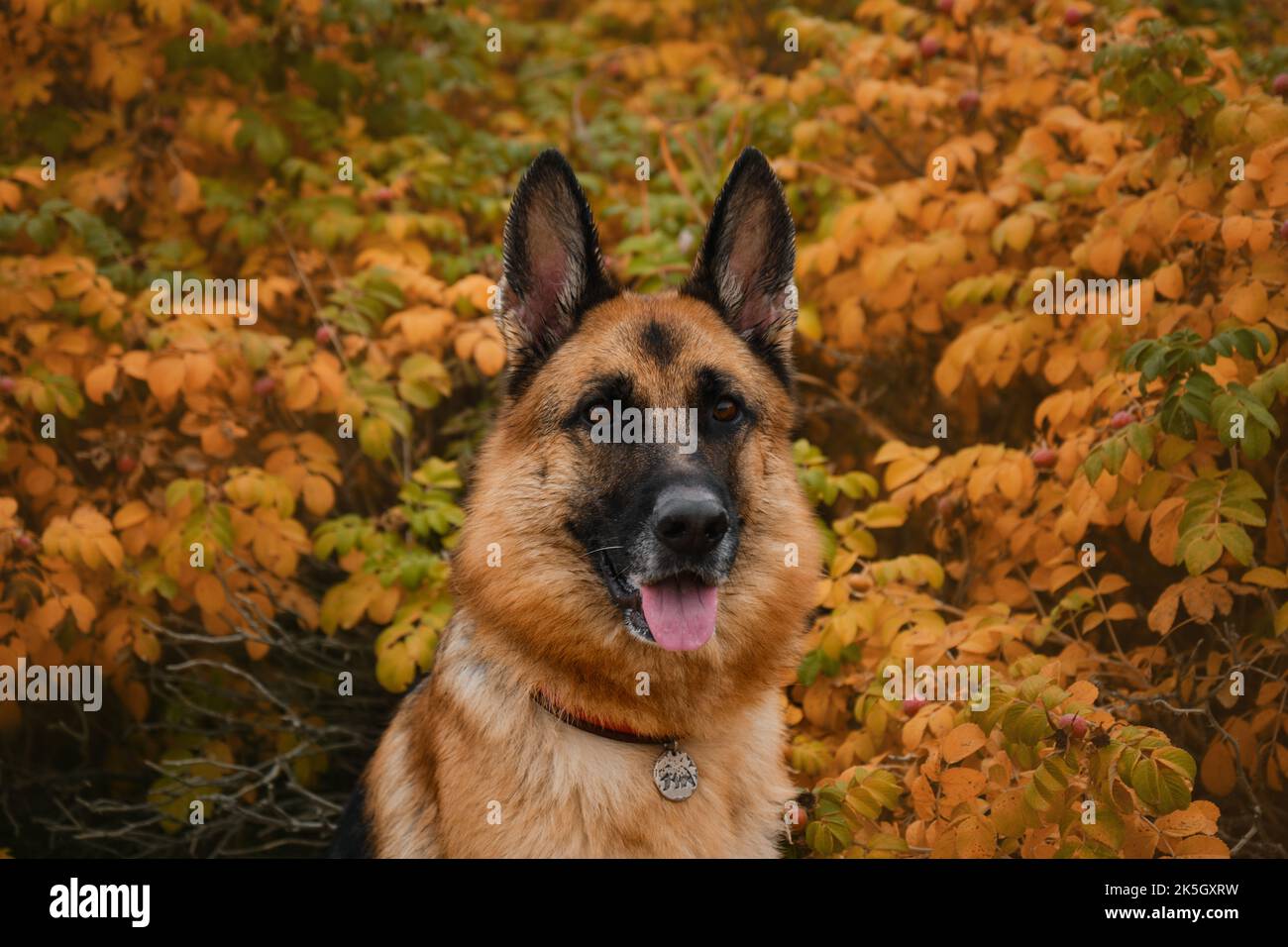 Concept of pets in autumn outside no people. Portrait of German ...