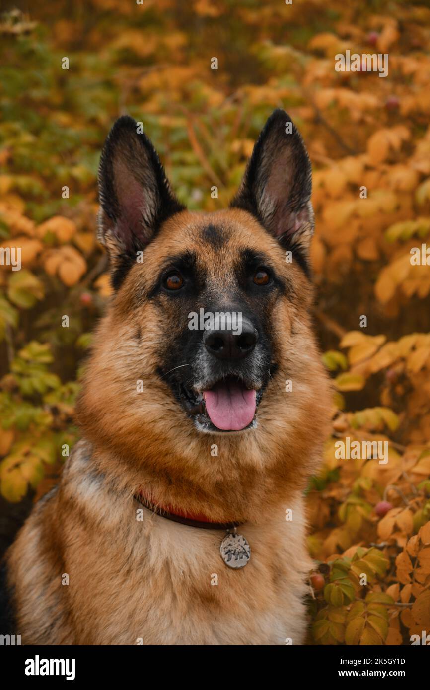 Concept of pets in autumn outside no people. Portrait of German ...