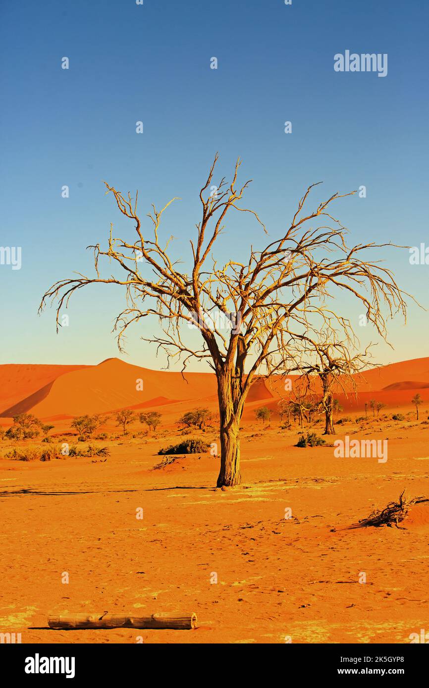 An Old Dead Wood tree stands proudly amongst the sand dunes in Namibia ...