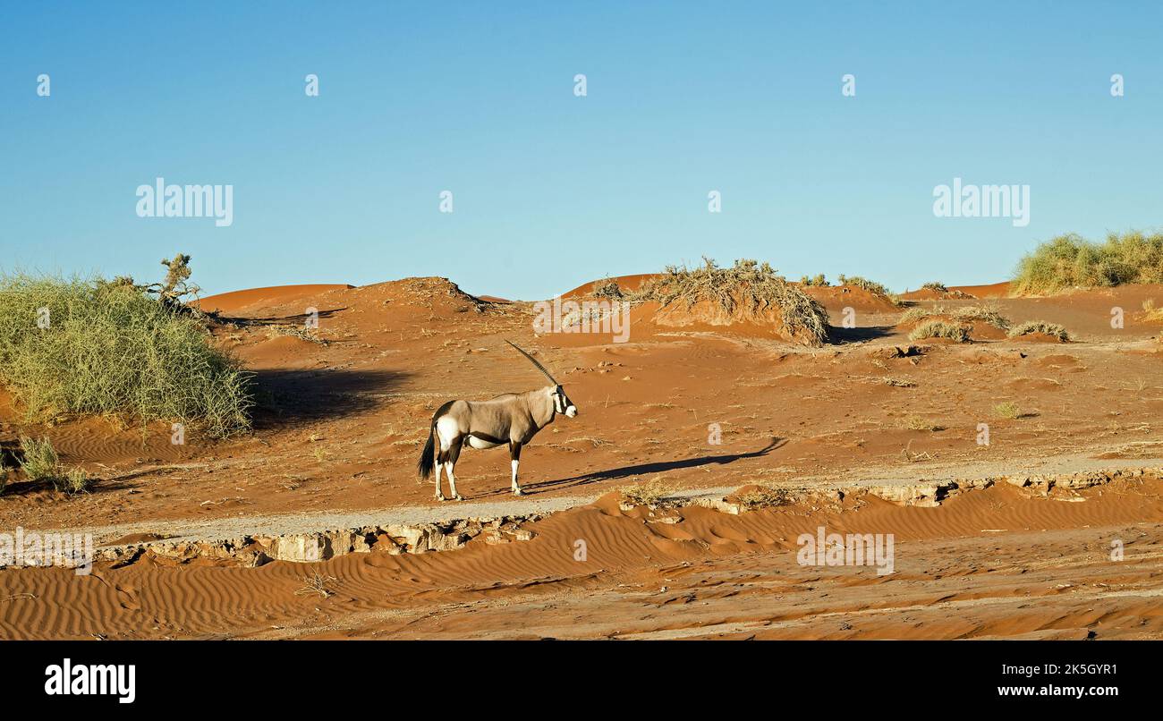 Oryx track hi-res stock photography and images - Alamy
