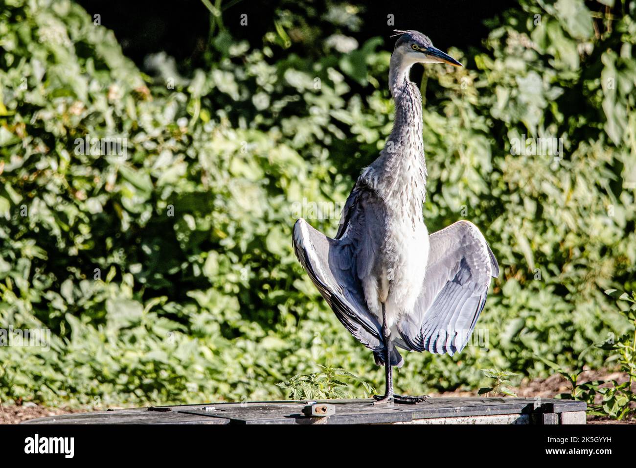 Birds sunbathing sea hi-res stock photography and images - Alamy