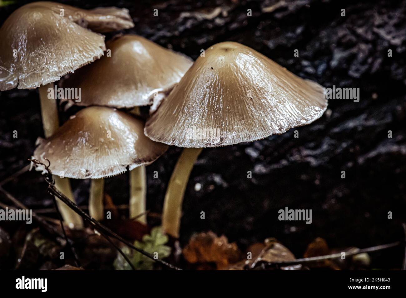small group of mushrooms shiny texture and beige Stock Photo - Alamy