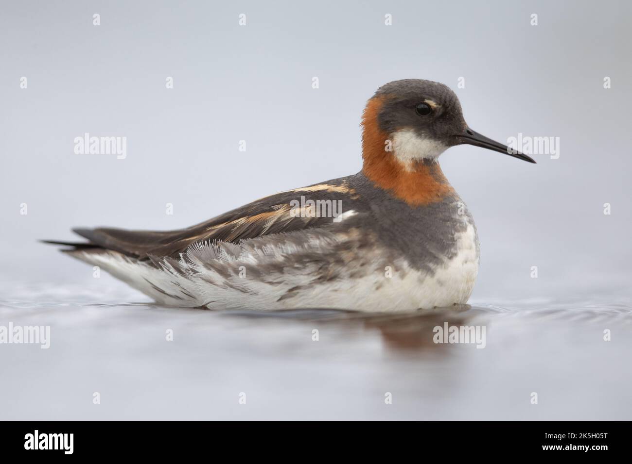 Red-necked Phalarope, Phalaropus lobatus, Iceland Stock Photo - Alamy