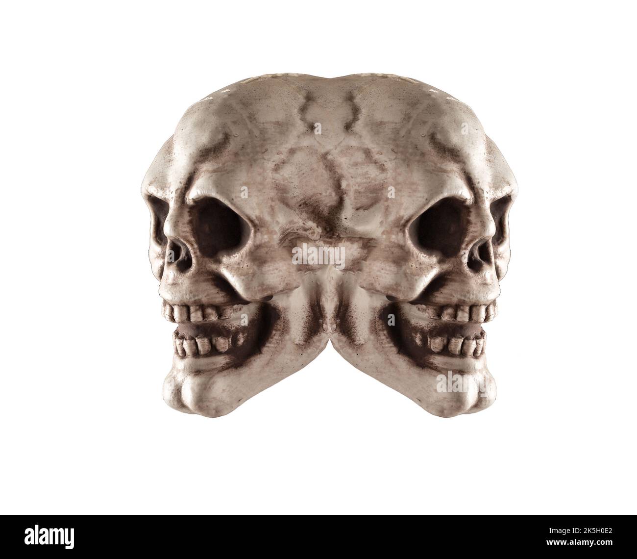 Dual double dkull. Scary spooky head bone isolated on white. High ...