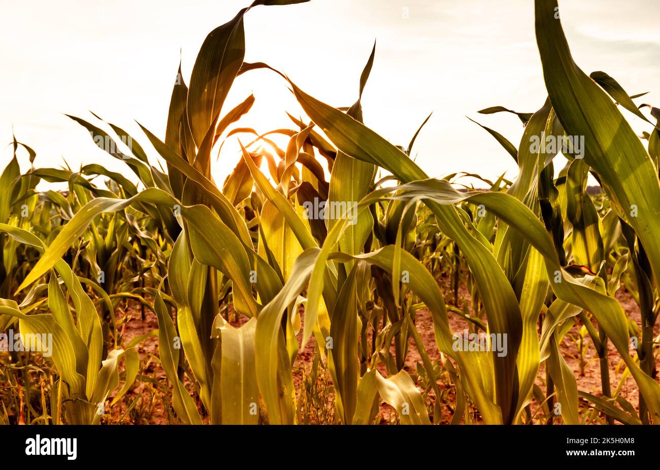 White maize growing hi-res stock photography and images - Alamy