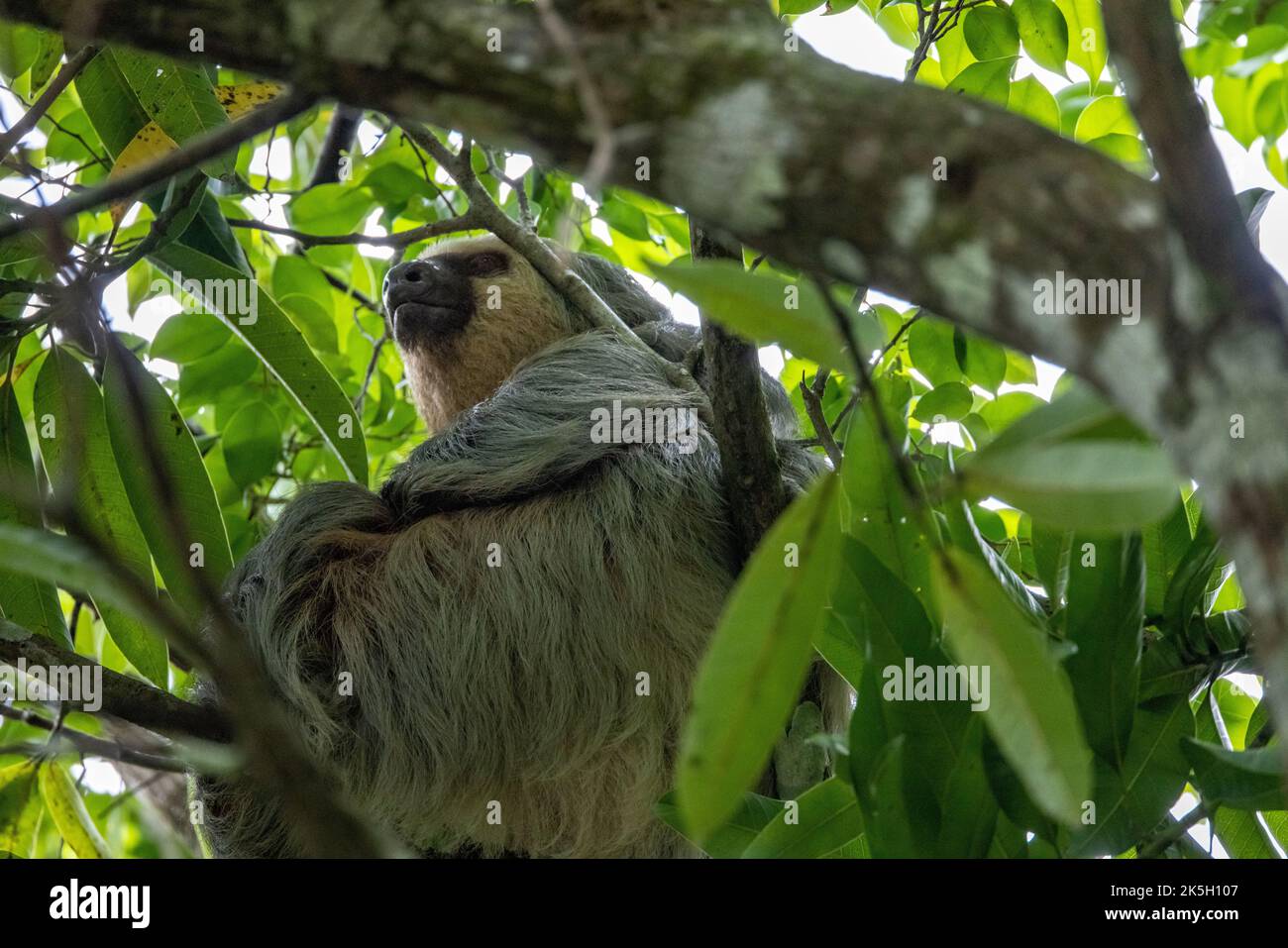 A two-toed sloth sitting on a thick tree branch surrounded by bright ...