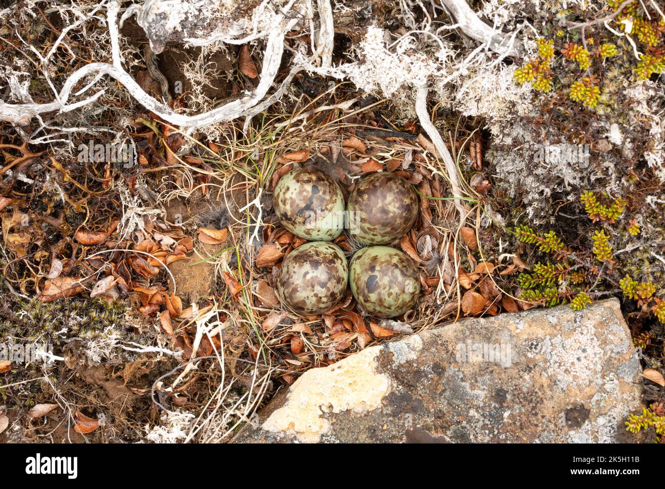 Sandpiper eggs hi-res stock photography and images - Alamy