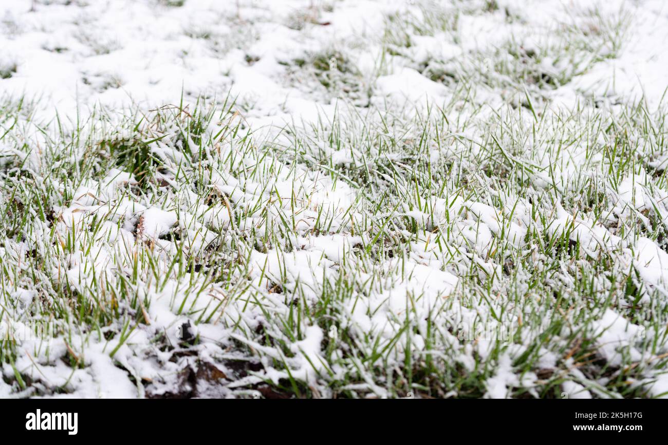 Green grass under the snow. Change of weather to winter, snowfall ...