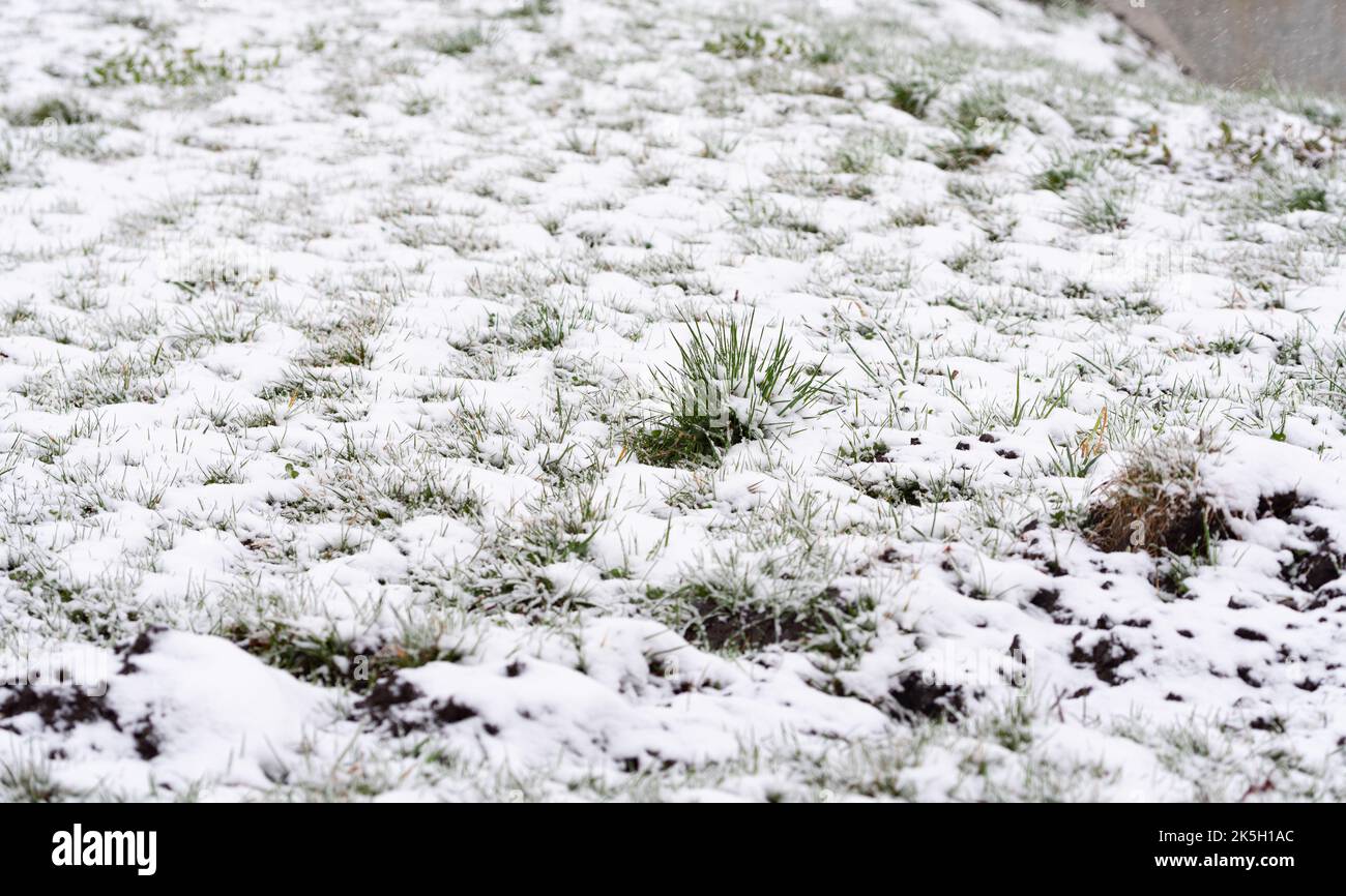 Green grass under the snow. Change of weather to winter, snowfall ...