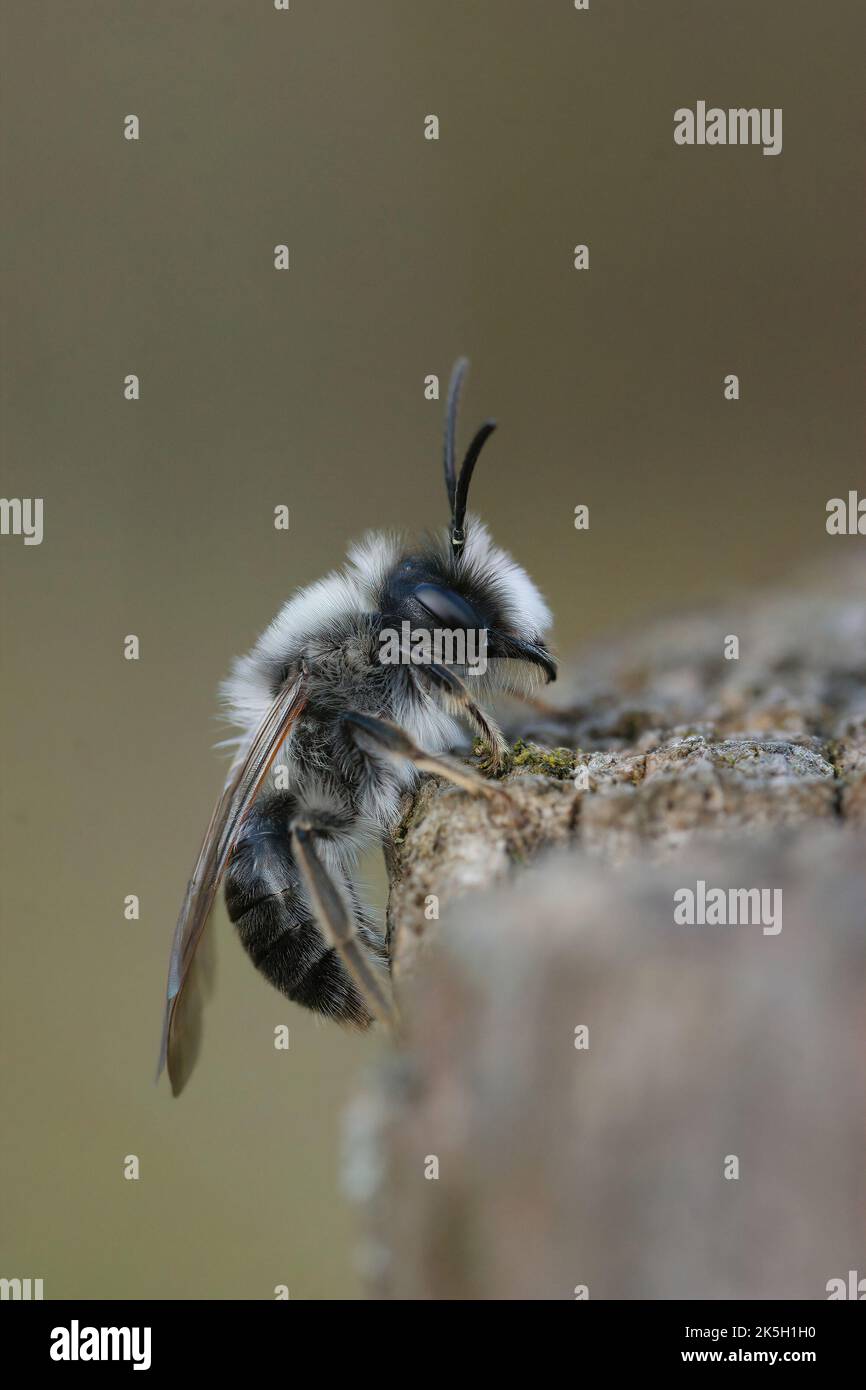 Detailed closeup on a male Grey mining bee, Andrena vaga Stock Photo ...